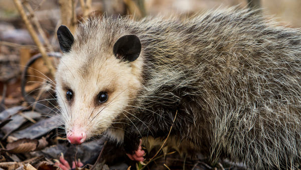 Unveiling the Opossum Lifespan: Secrets of Survival | BeCause Tees - Because Tees