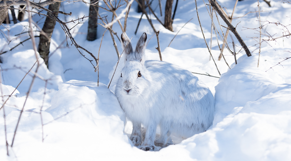 Snowshoe Hare Adaptations: Nature's Winter Survival Experts - Because Tees