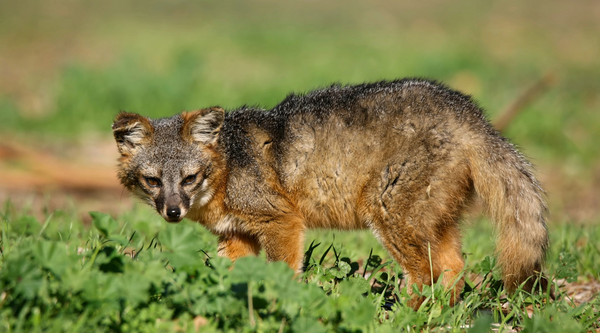 California Native Animals: Discover the Wild Wonders of the Golden ...