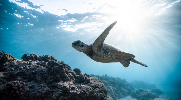 5 Things You Can Do To Help Save the Turtles | BeCause Tees - Because Tees