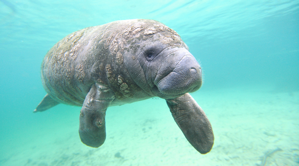 10 Manatee Fun Facts | BeCause Tees - Because Tees