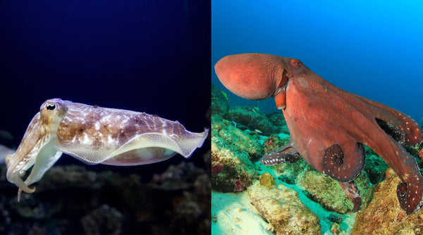 Octopus vs Squid: What are the Differences? | BeCause Tees - Because Tees