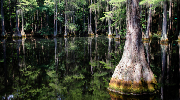 Swamp Trees: Guardians of Wetlands & Biodiversity | BeCause Tees ...