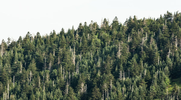 Why Are Hemlock Trees Dying? | BeCause Tees - Because Tees