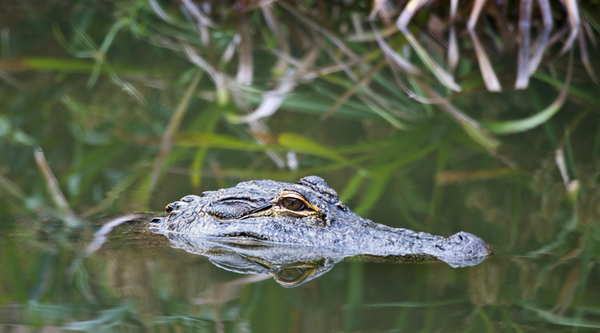 Swamp Animals: Wild, Weird & Wonderful Wetlands Creatures - Because Tees