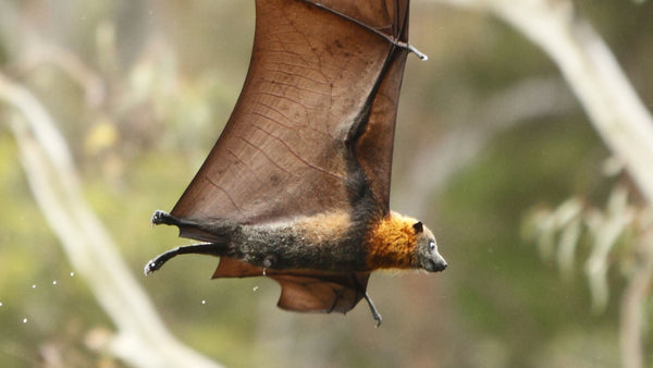 Do Bats Migrate: Unraveling the Mysteries of Bat Travel - Because Tees