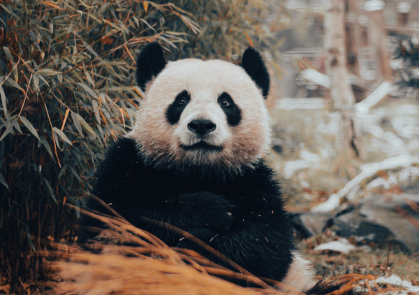 Panda-mania: 11 Surprising Facts That Will Make You Love Pandas Even M - Because Tees