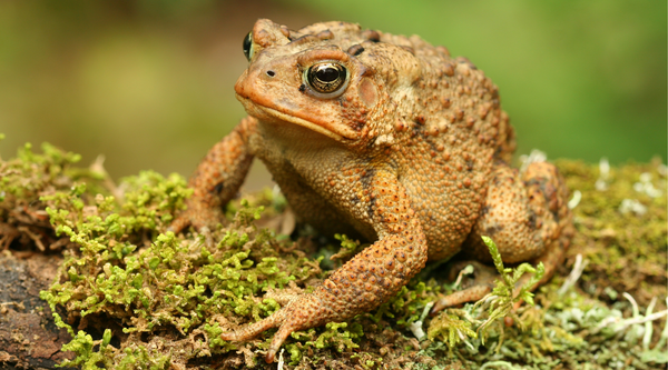Frog vs Toad: What’s the Difference? | BeCause Tees - Because Tees