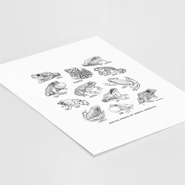 An Illustrated Guide to Native Frogs of North America - Fine Art Print ...