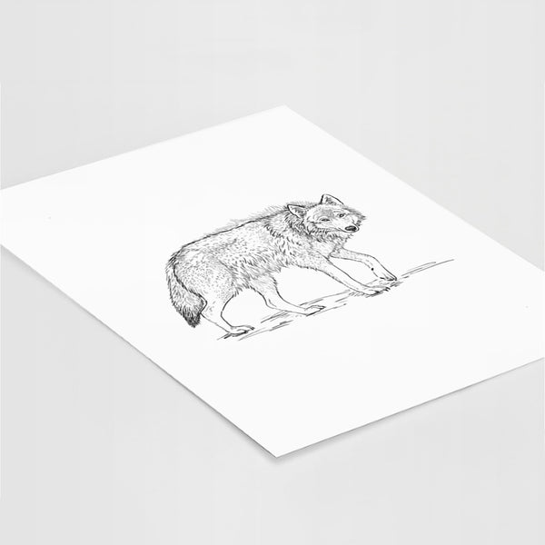 Roaming Grey Wolf - Canis lupus - Fine Art Print - Because Tees