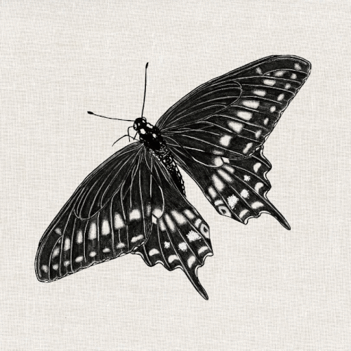 What Is a Joshua Tree? | BeCause Tees - Because Tees