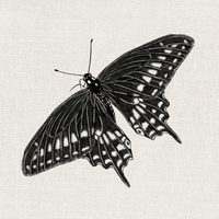 What Is a Joshua Tree? | BeCause Tees - Because Tees