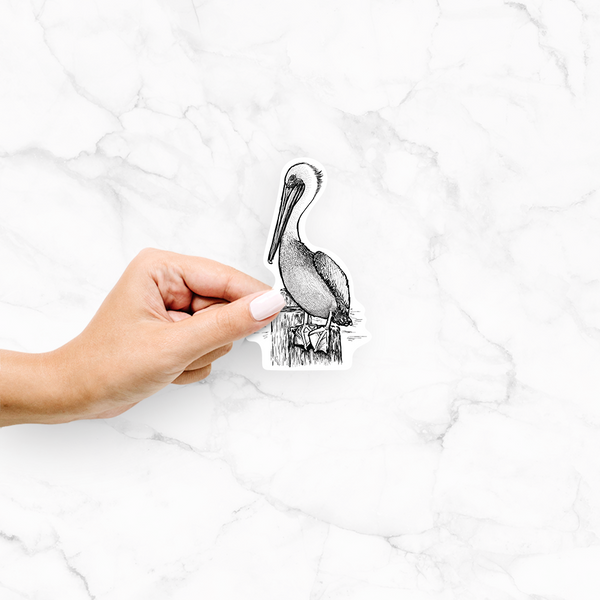 Pelecanus Occidentalis - Brown Pelican - Decal - Because Tees